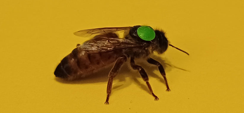 Buckfast Queens July 2026 – Melo Bees